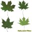 Maple summer trees 3D - TurboSquid 1480836