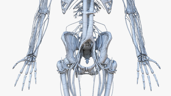 3D model female anatomy polys - TurboSquid 1480909