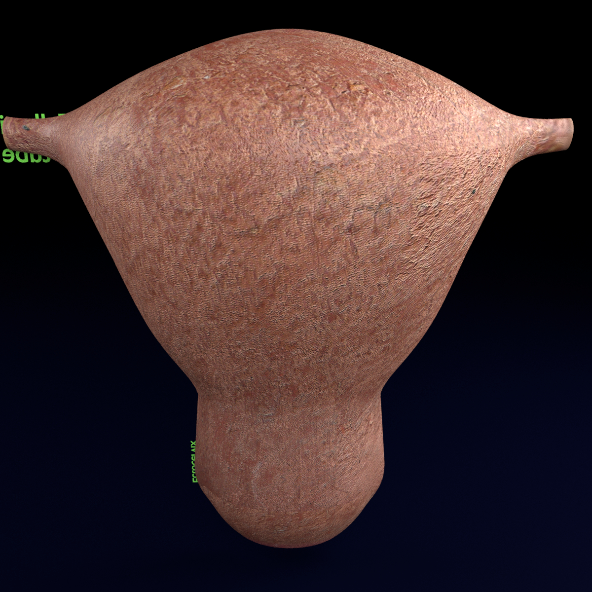 Útero cortado aberto rotulado detalhe rotulado Modelo 3D - TurboSquid ...
