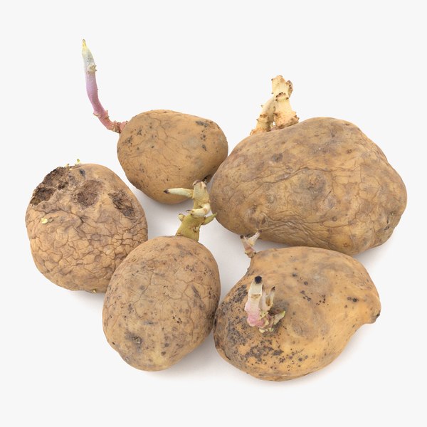 realistic potato real vegetables 3d max