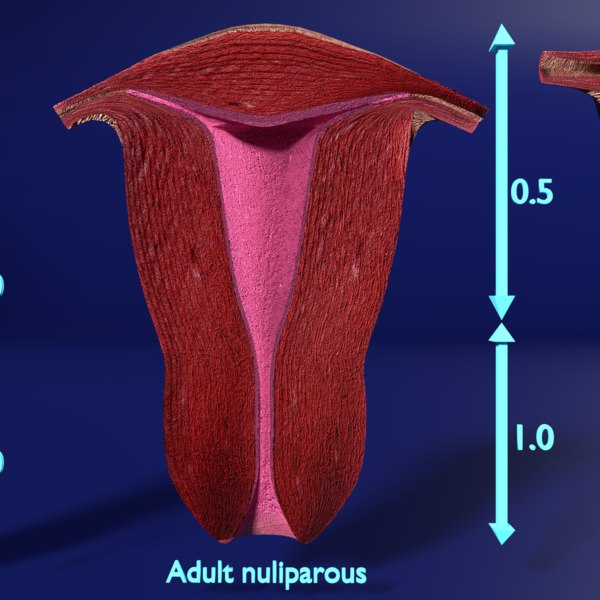 3D uterus different stages development - TurboSquid 1481240