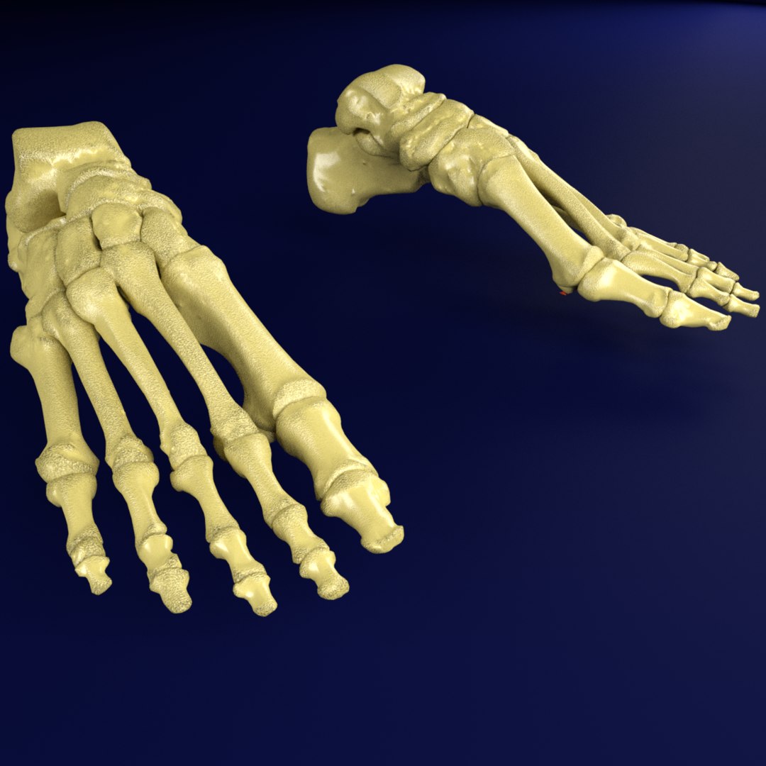 Foot bones labelled model - TurboSquid 1481344