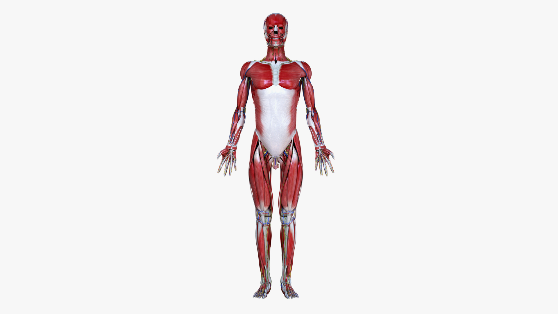 3D male female simplified anatomy - TurboSquid 1481464