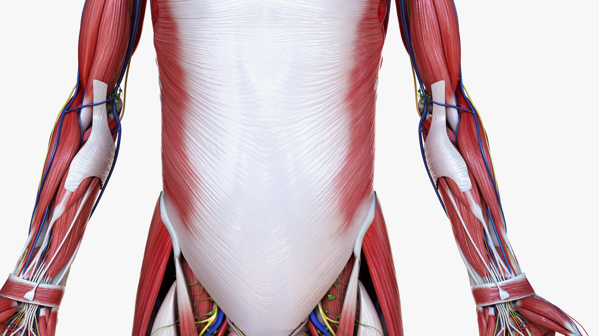 3D male female simplified anatomy - TurboSquid 1481464