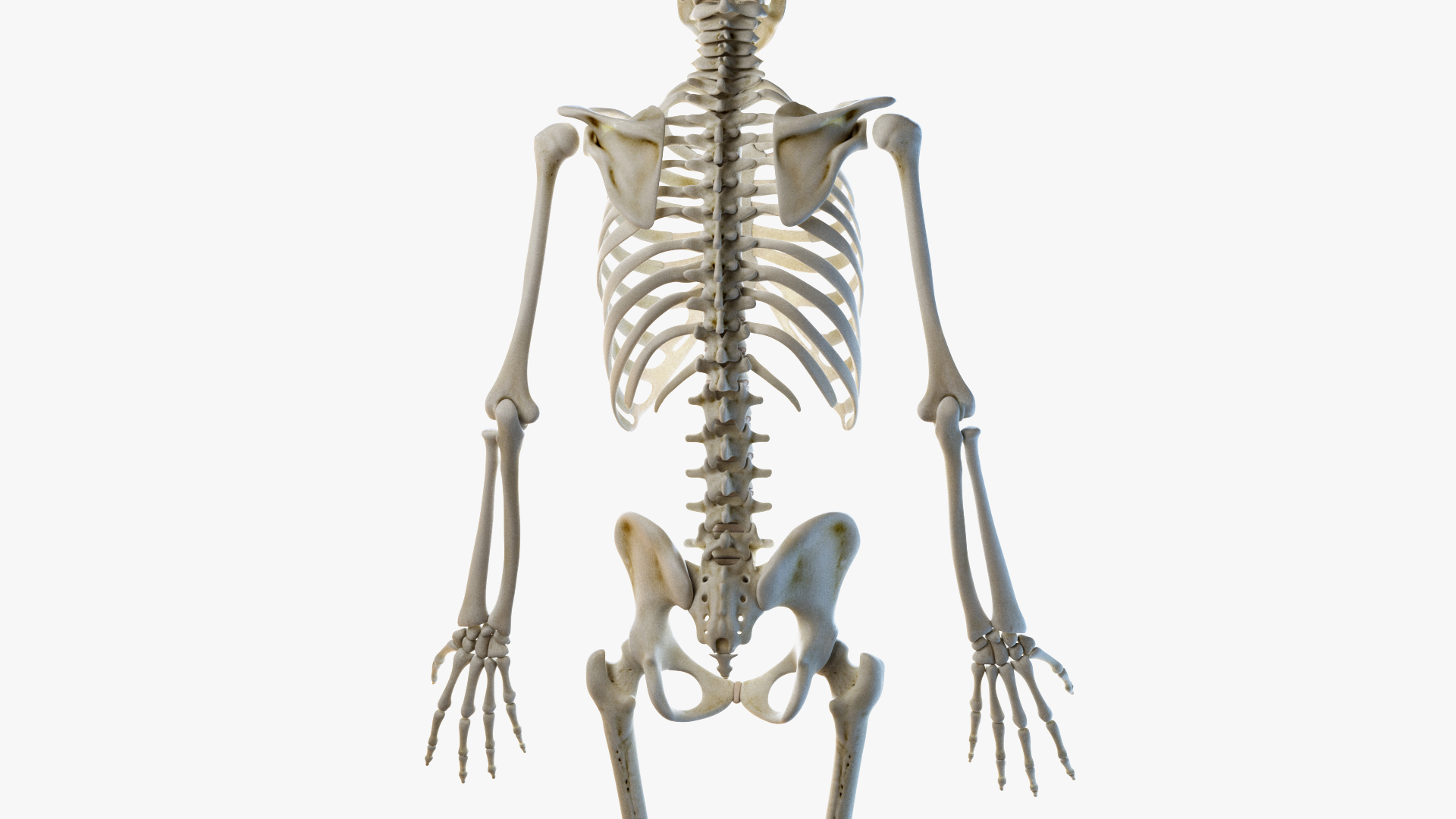 3D male female simplified anatomy - TurboSquid 1481464