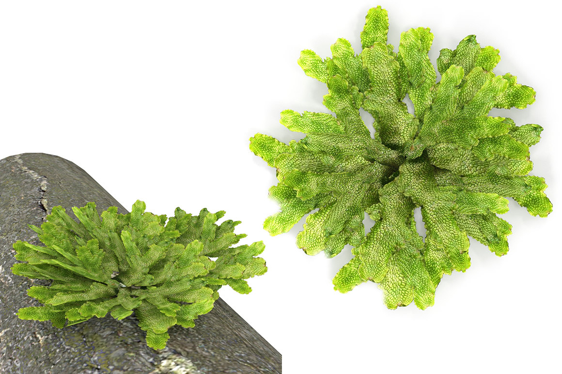Moss lichen 3D model - TurboSquid 1481520