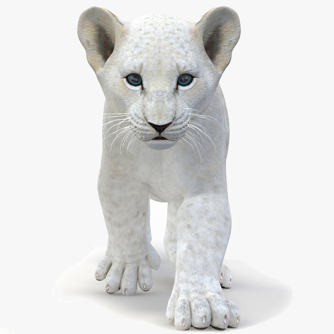 White lion cub modeled 3D model - TurboSquid 1464853