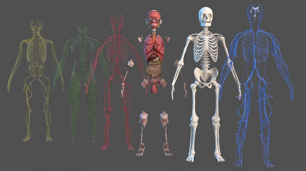 Male skeleton internal organs 3D model - TurboSquid 1482320
