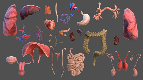 Male skeleton internal organs 3D model - TurboSquid 1482320