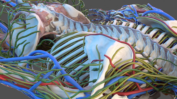 Male skeleton internal organs 3D model - TurboSquid 1482320