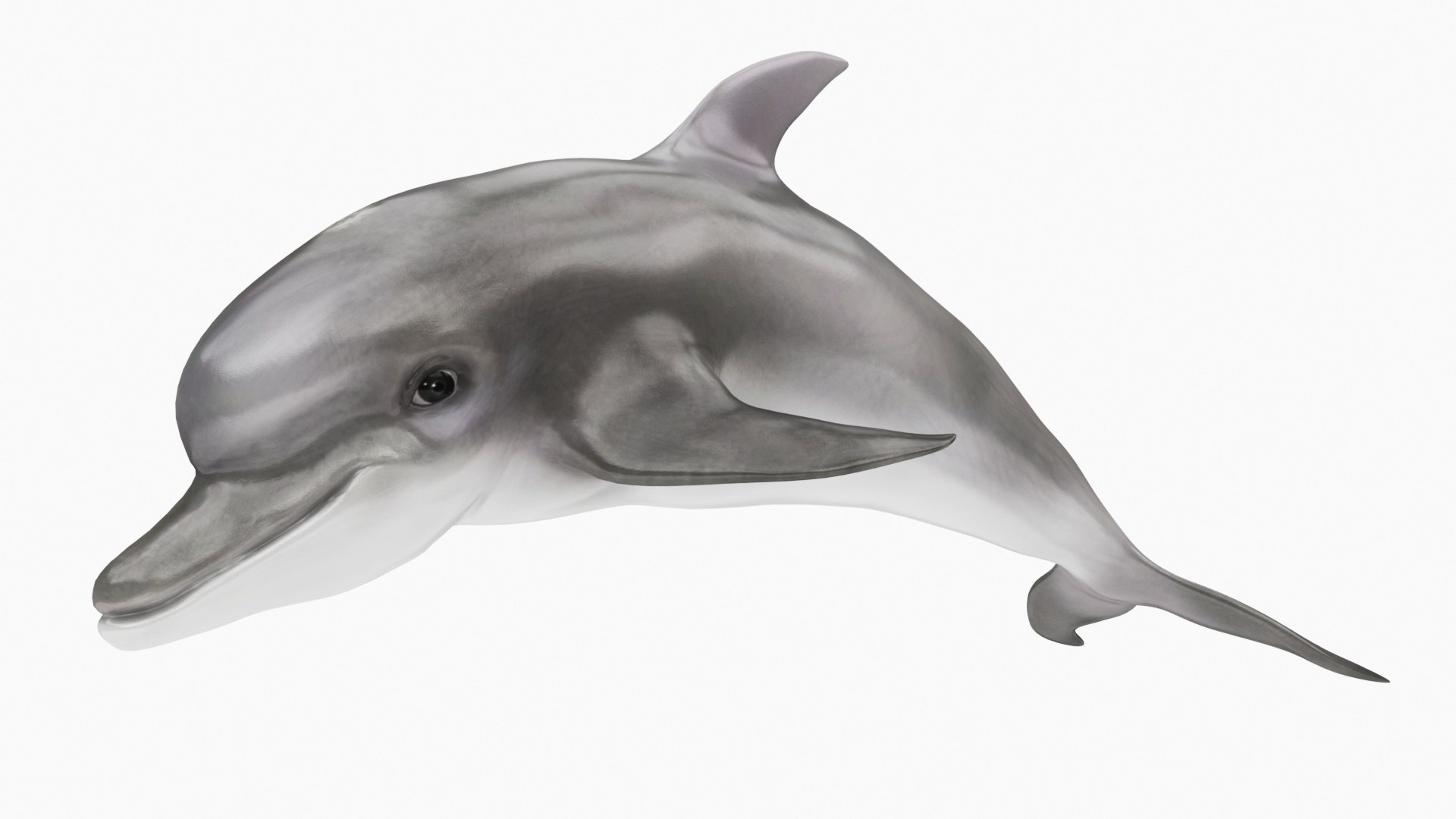 modelo 3d Delfín - TurboSquid 1482385