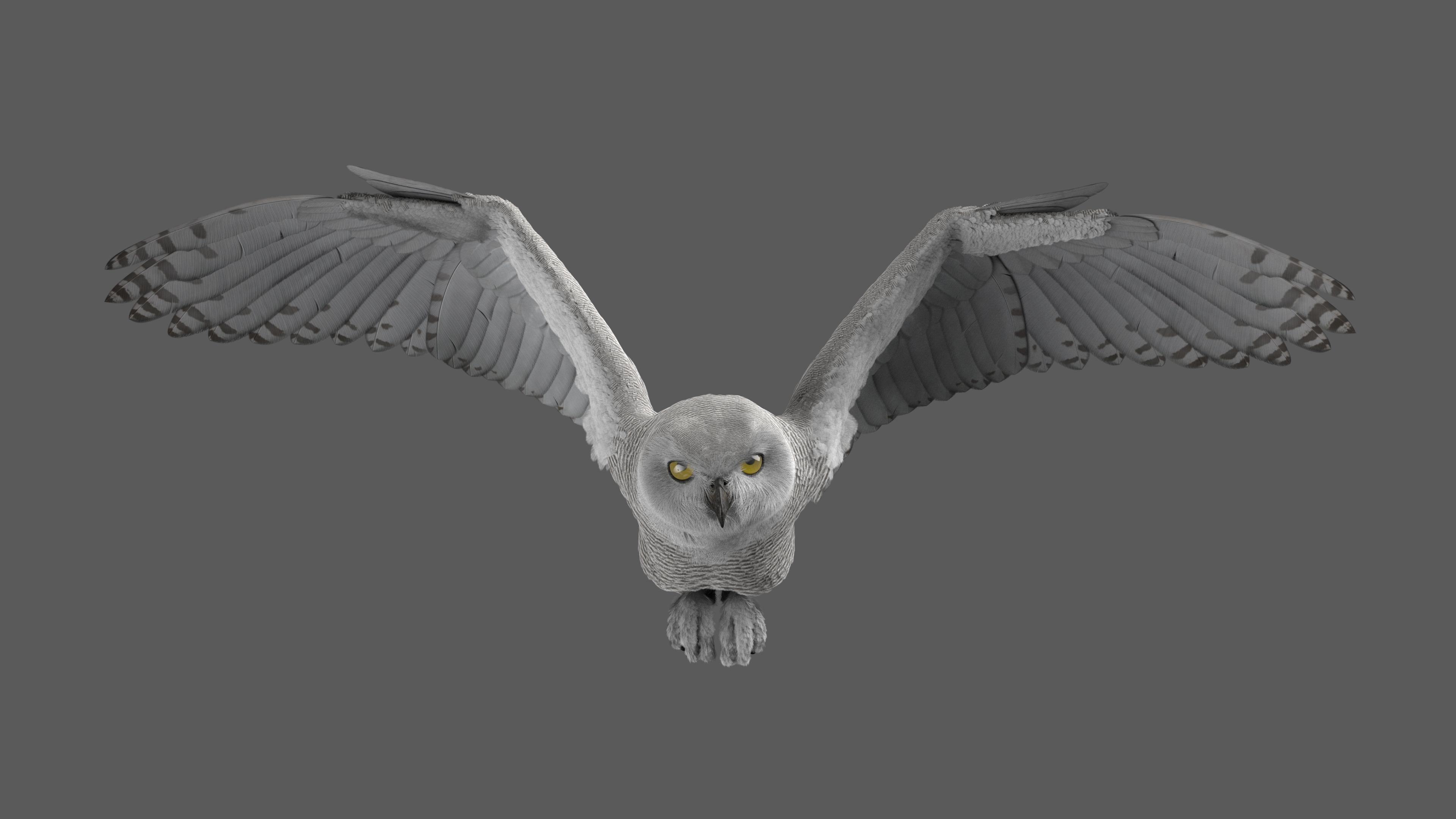3D rigged snowy owl model - TurboSquid 1482683