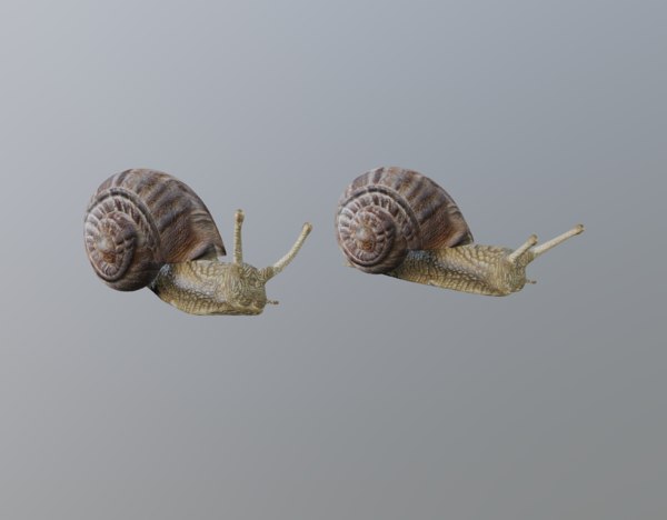 Snail 3D Models for Download | TurboSquid