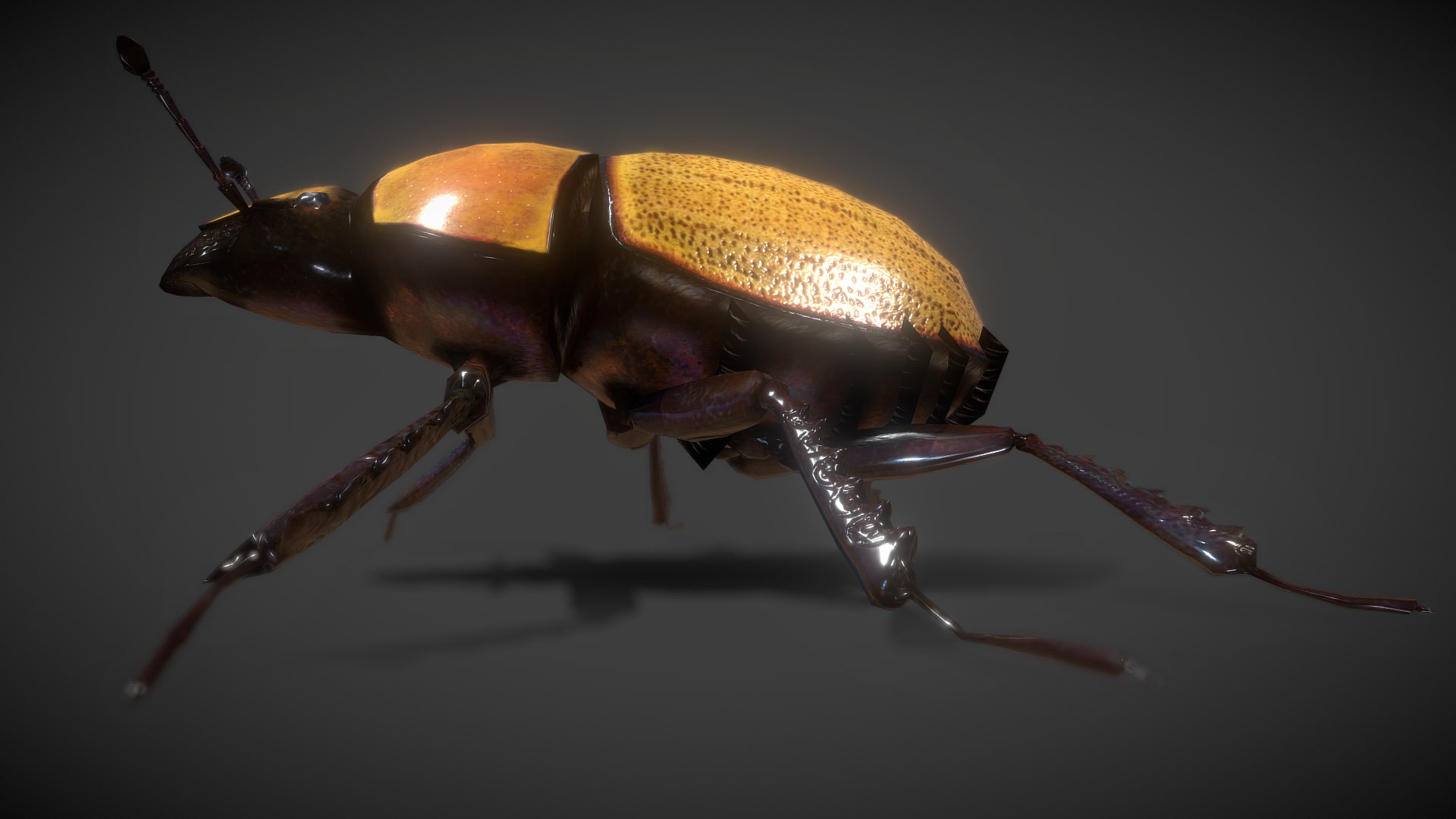 Scarab beetle insect 3D - TurboSquid 1483176