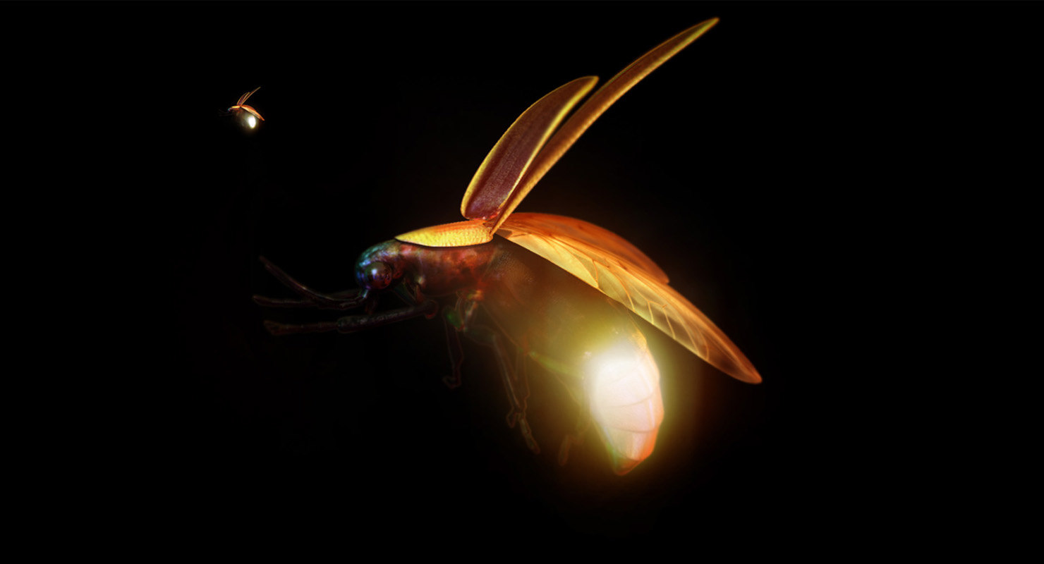 Firefly model - TurboSquid 1483553