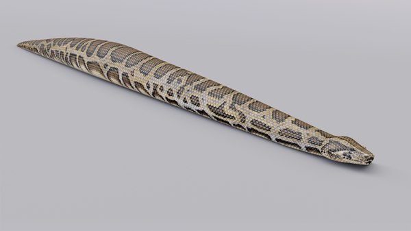 Burmese python animation 3D model - TurboSquid 1264730