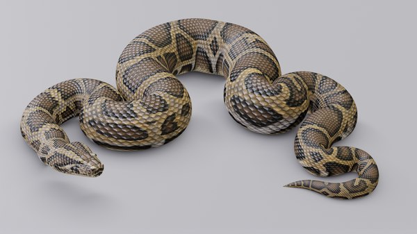 Burmese python animation 3D model - TurboSquid 1264730