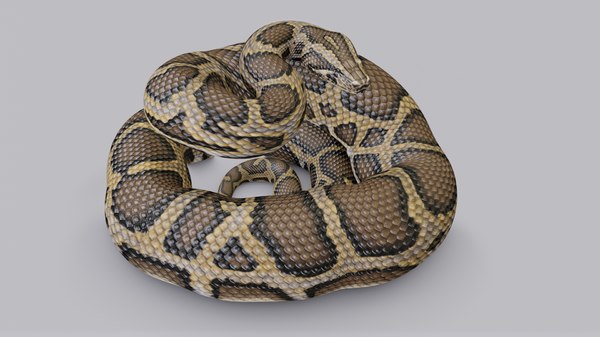 Burmese python animation 3D model - TurboSquid 1264730
