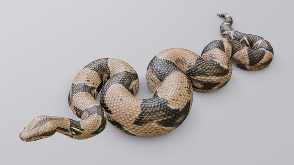 3ds max boa constrictor