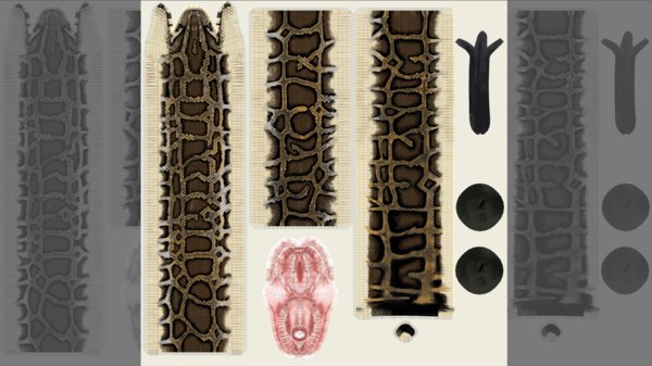 Burmese python animation 3D model - TurboSquid 1264730