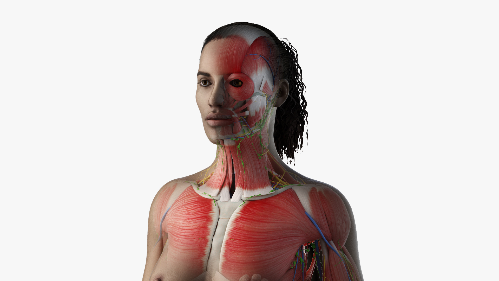 Pełna afrykańska anatomia kobiety Model 3D - TurboSquid 1484100