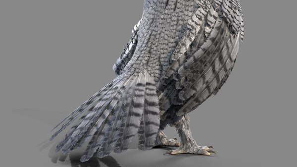 Owl rigged animates 3D model - TurboSquid 1486822