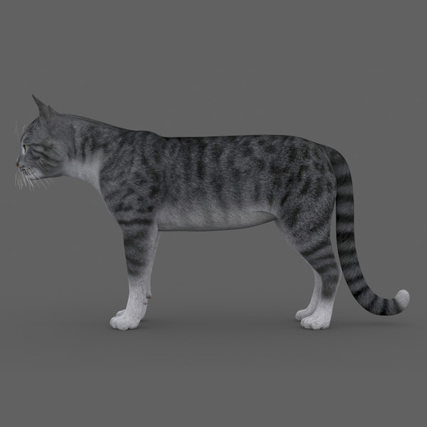 Cat 3ds Max Models For Download Turbosquid 