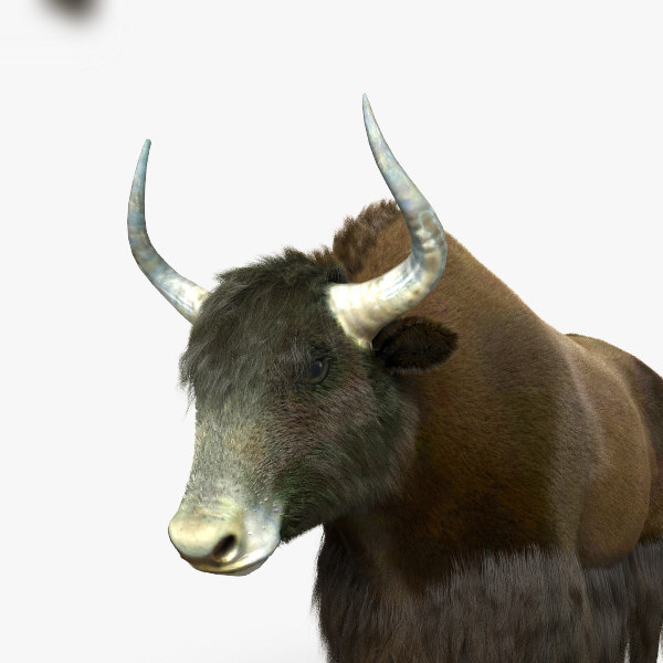 Yak 3D model - TurboSquid 1484347