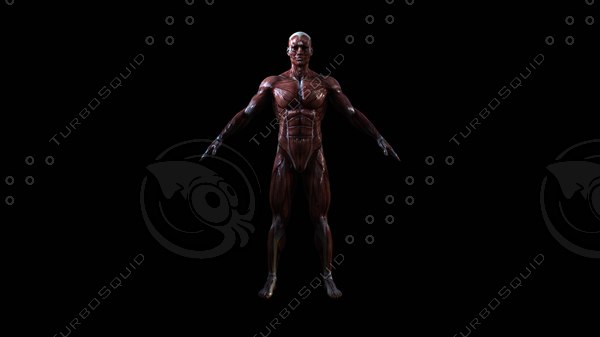 free human simulation 3d model