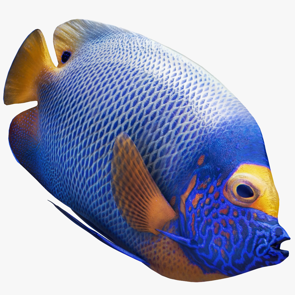 3D blueface emperor angel fish model - TurboSquid 1484640