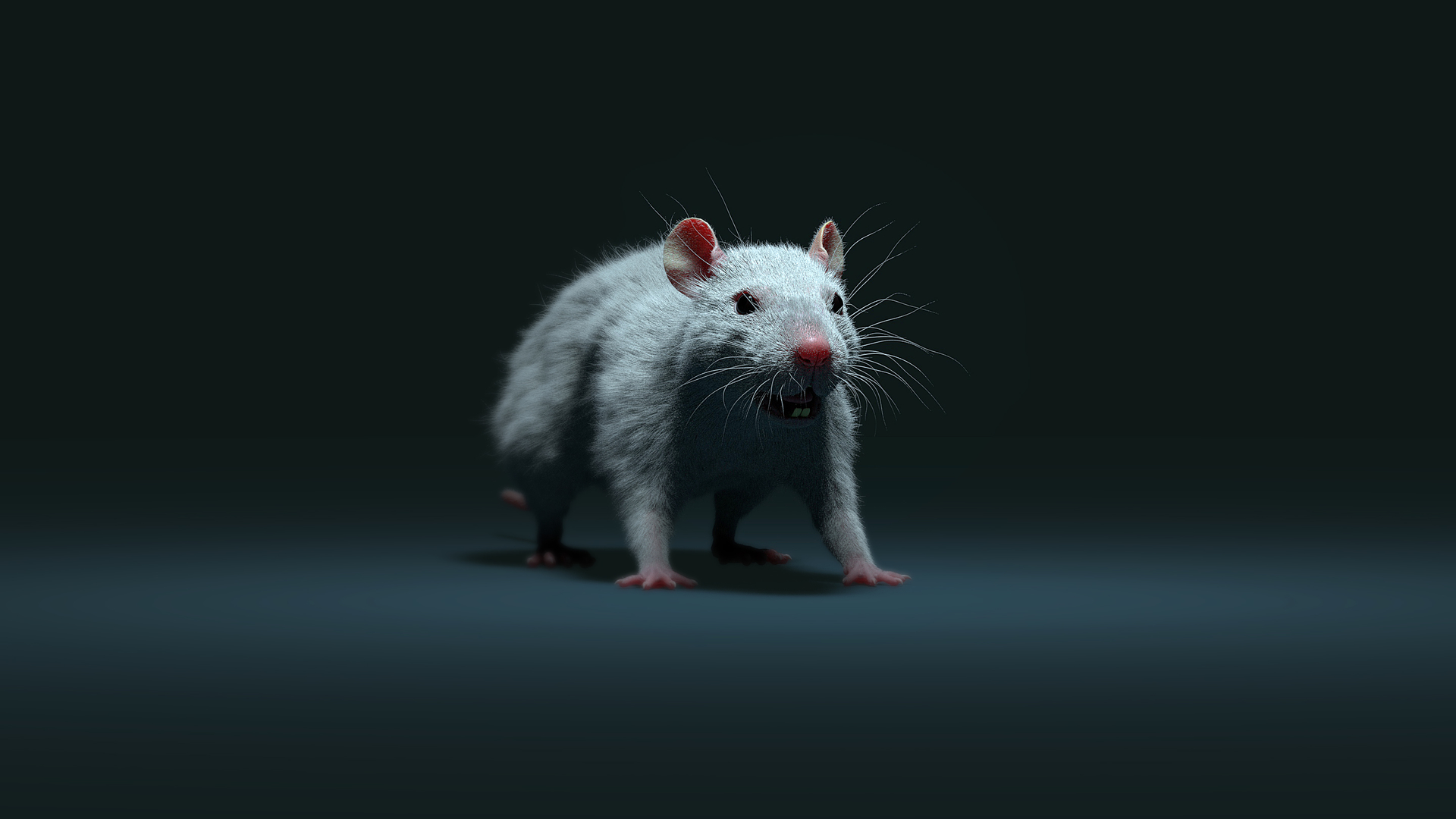 Rat fur 3D model - TurboSquid 1484489