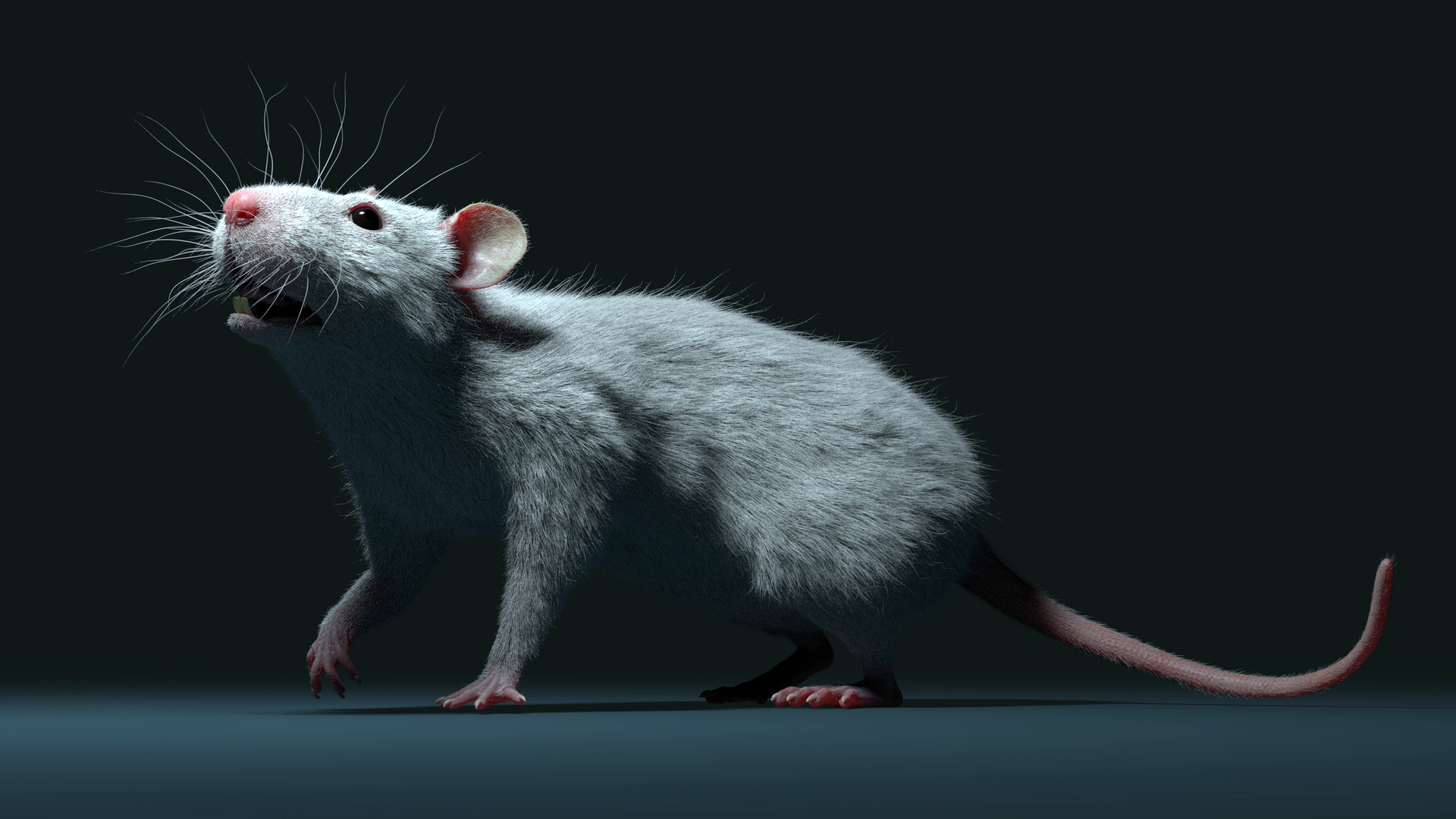 Rat fur 3D model - TurboSquid 1484489