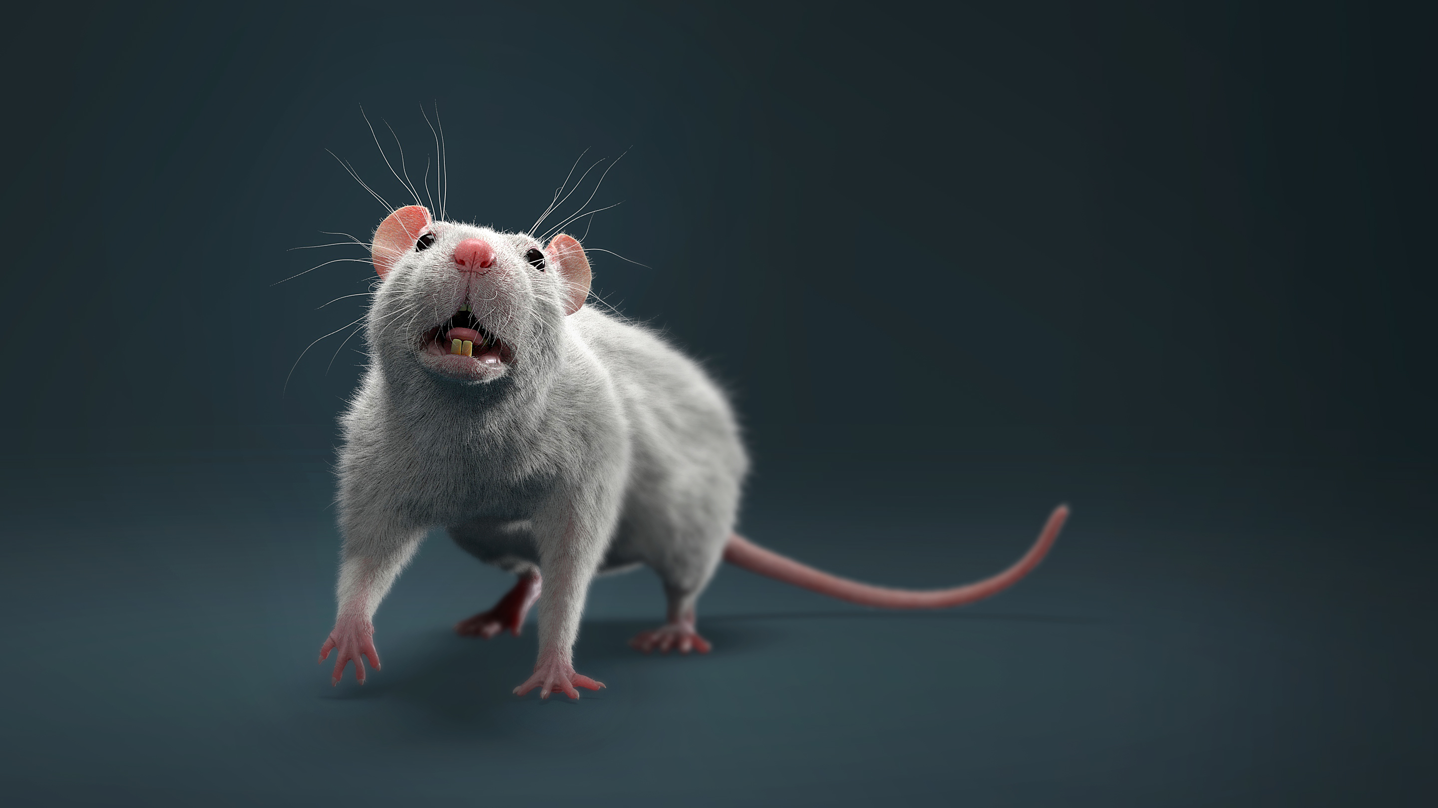 Rat fur 3D model - TurboSquid 1484489