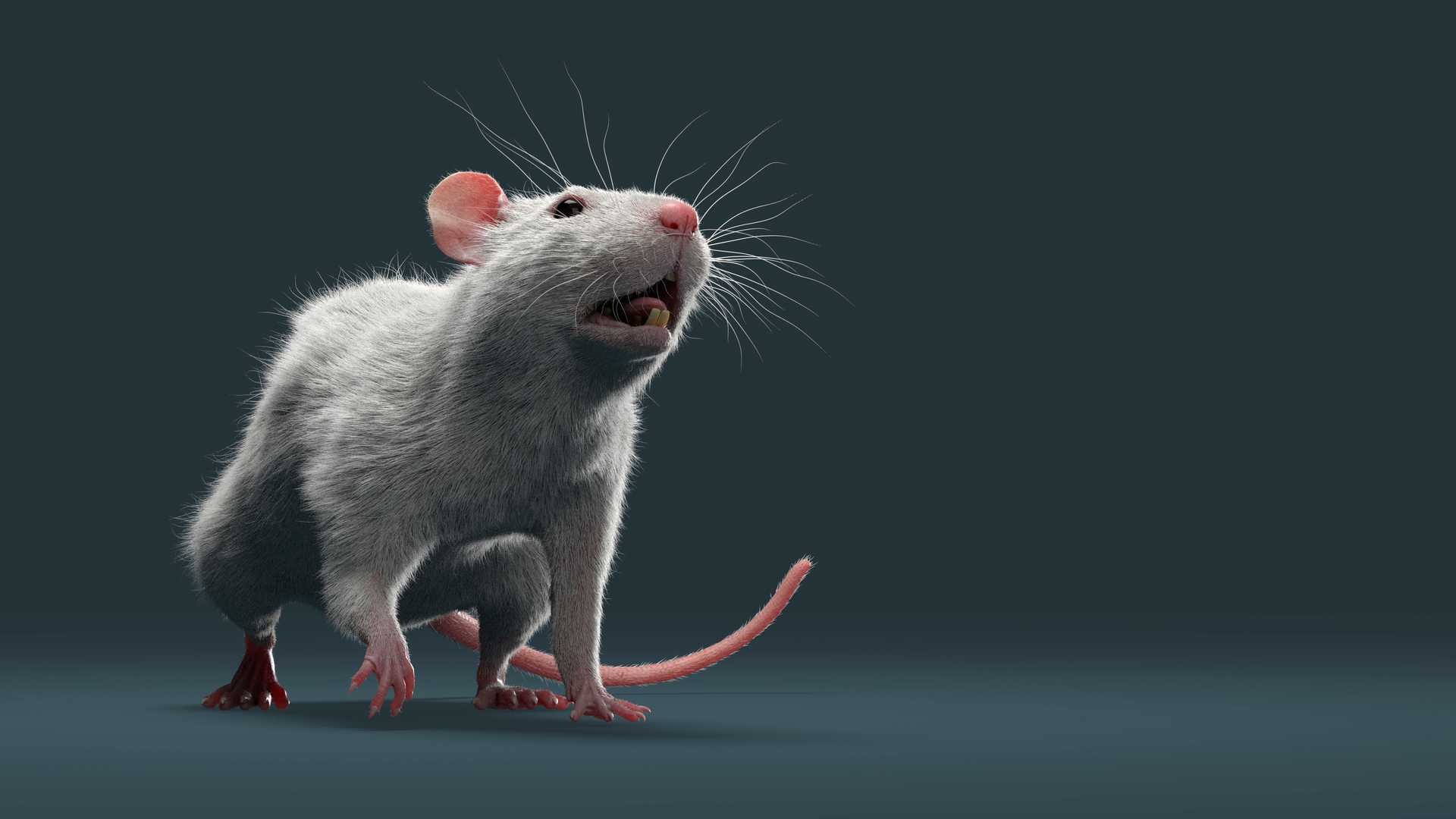 Rat fur 3D model - TurboSquid 1484489