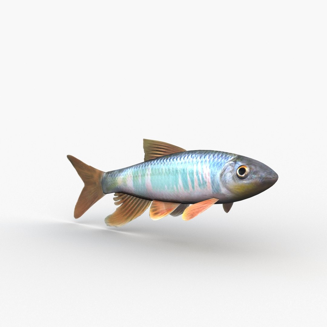 3D zacco platypus fish - TurboSquid 1485024