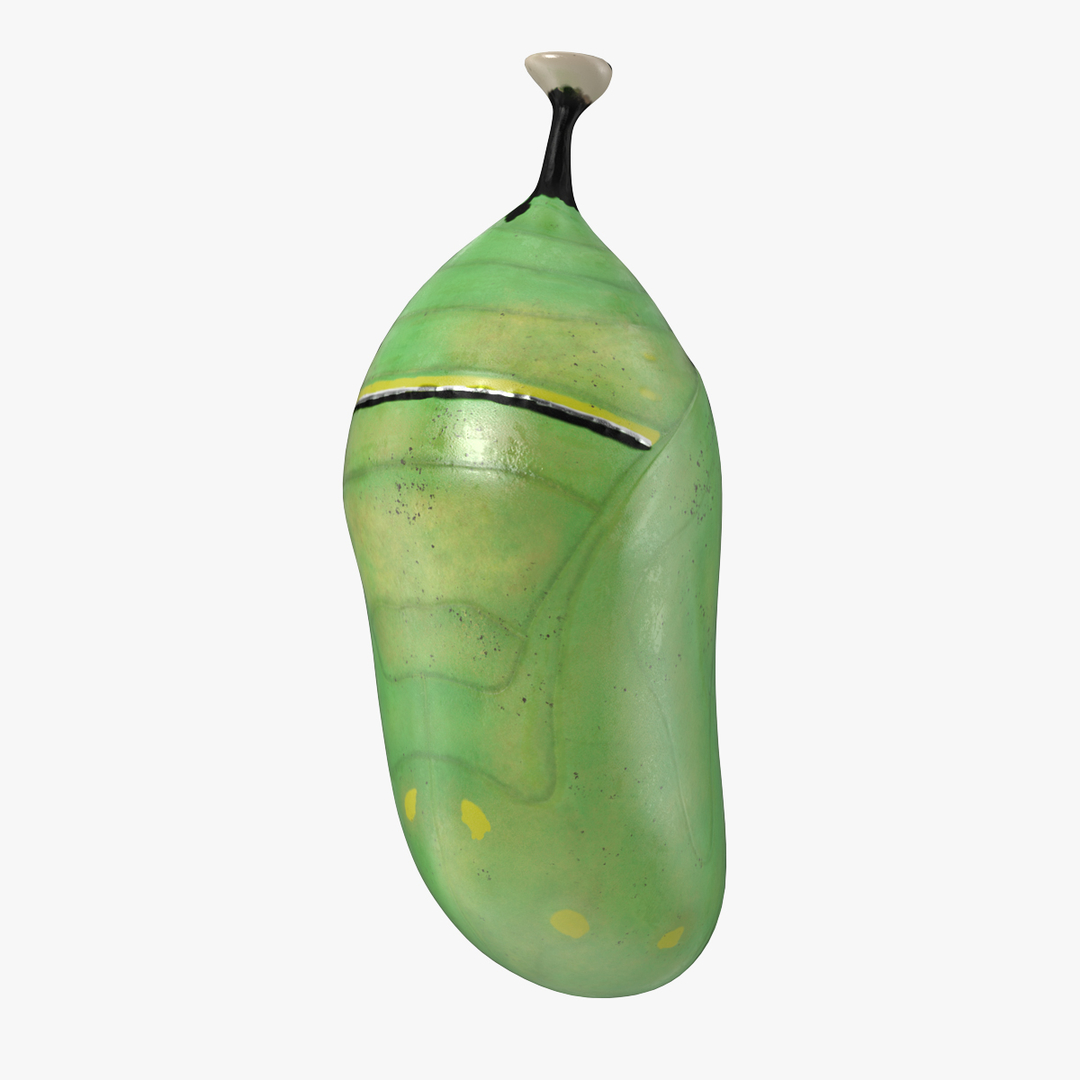 Monarch butterfly cocoon 3D model - TurboSquid 1485114