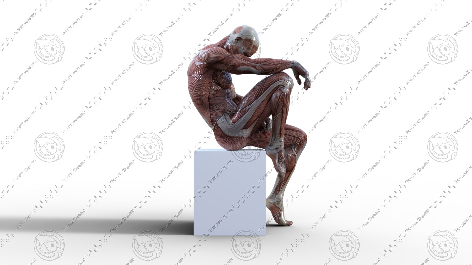 modelo 3d GodPose06_Anatomy - TurboSquid 1485051