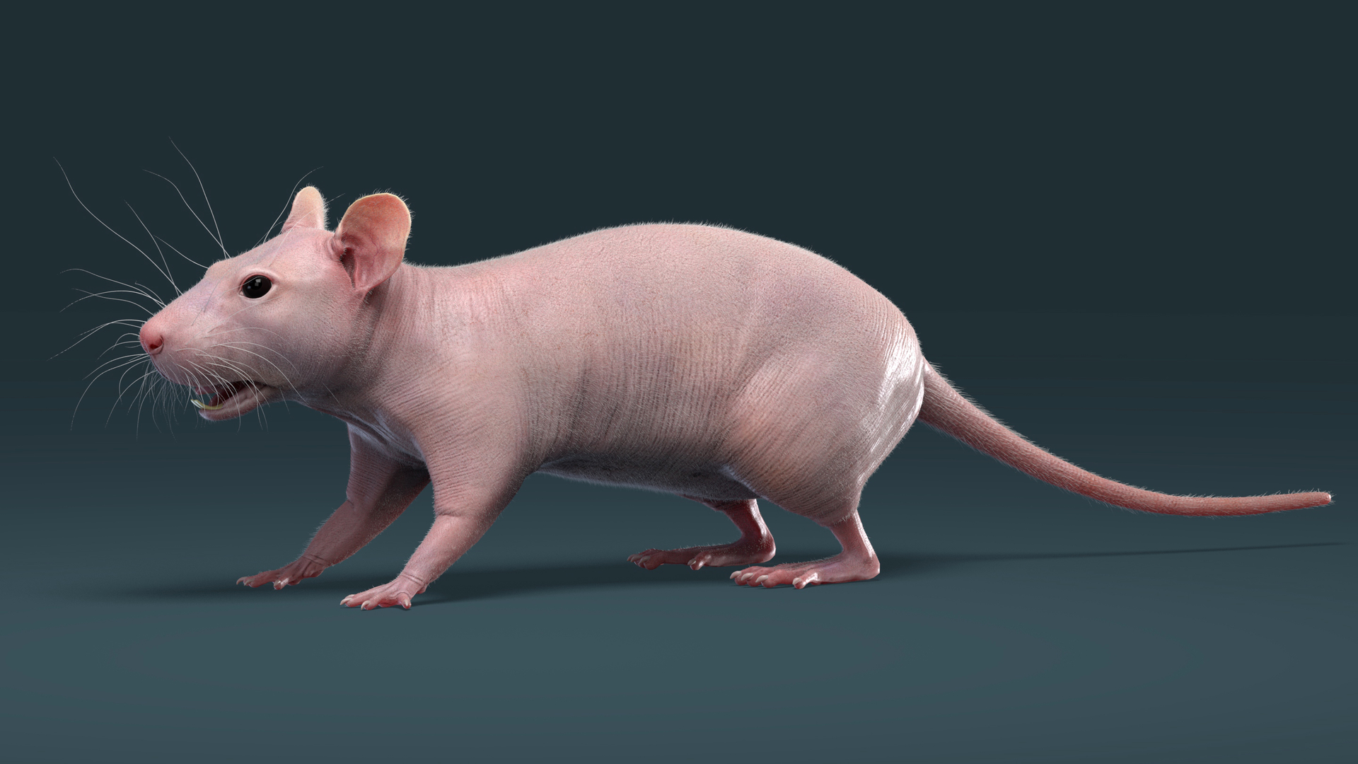 Rat fur 3D model - TurboSquid 1484489