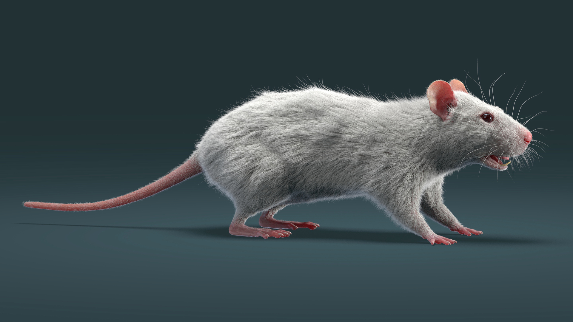 Rat fur 3D model - TurboSquid 1484489
