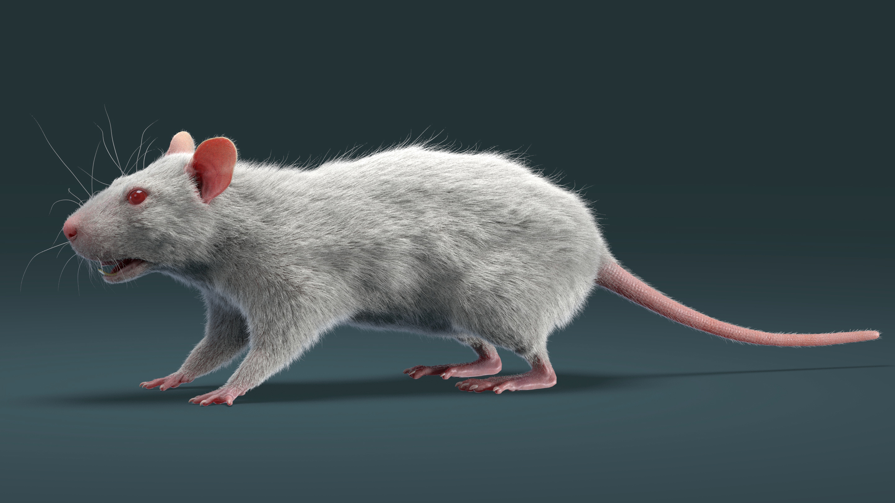 Rat fur 3D model - TurboSquid 1484489