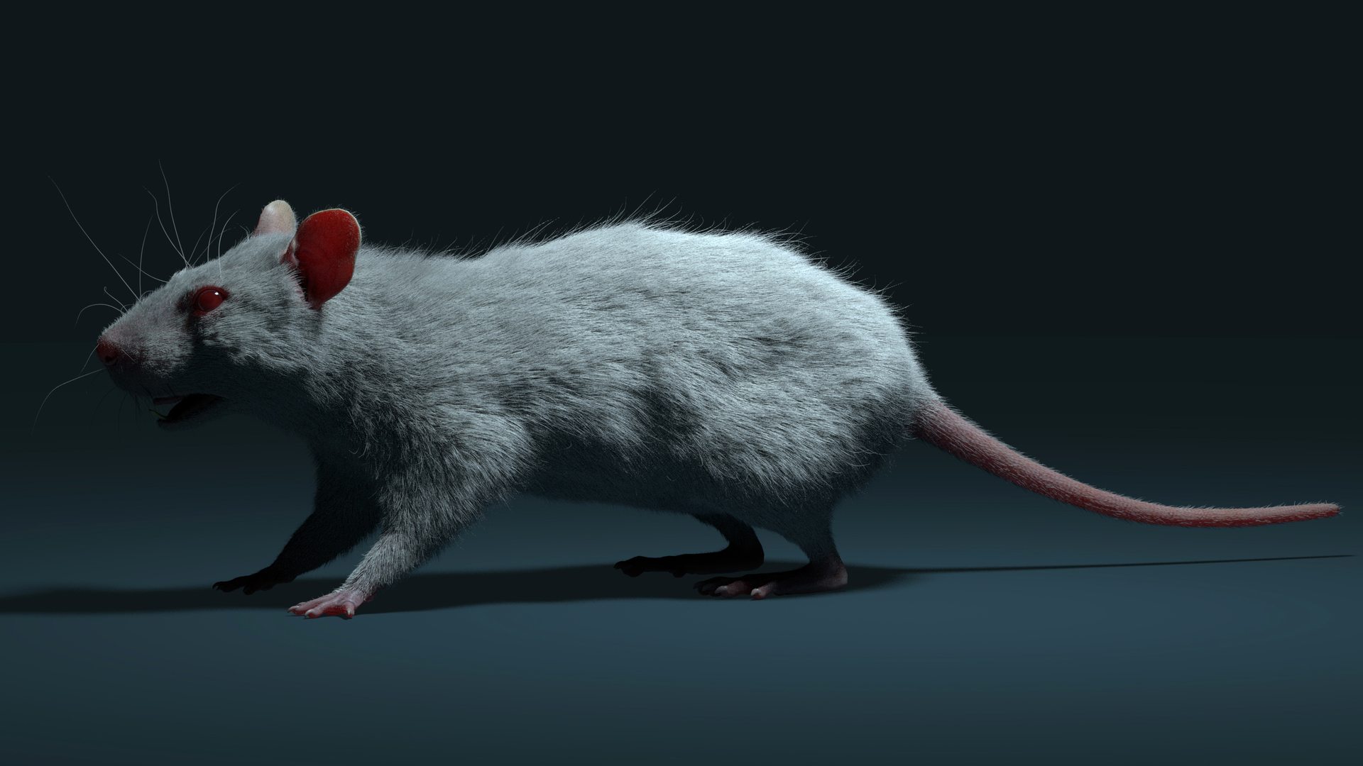 Rat fur 3D model - TurboSquid 1484489