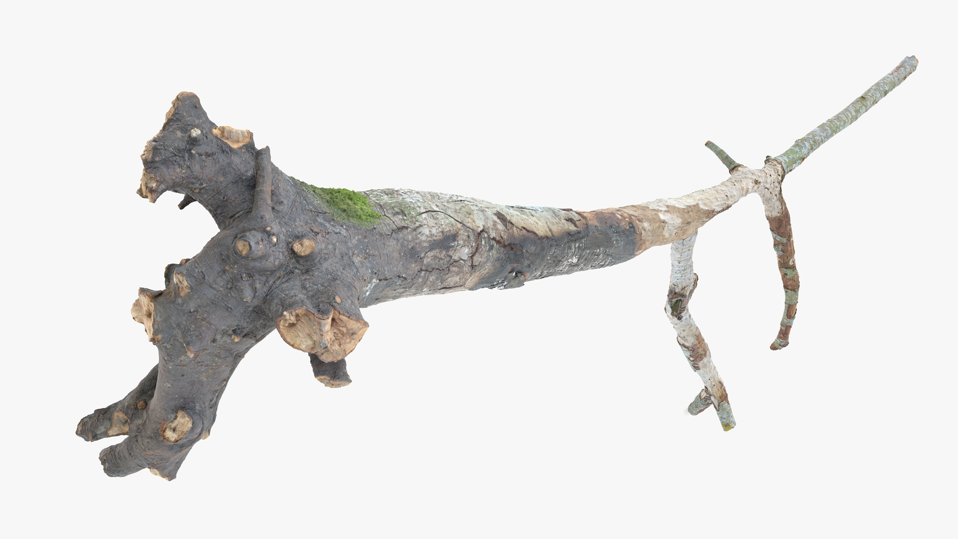 Tree broken withered roots 3D model - TurboSquid 1485759