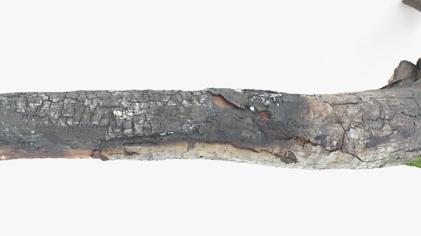 Tree broken withered roots 3D model - TurboSquid 1485759