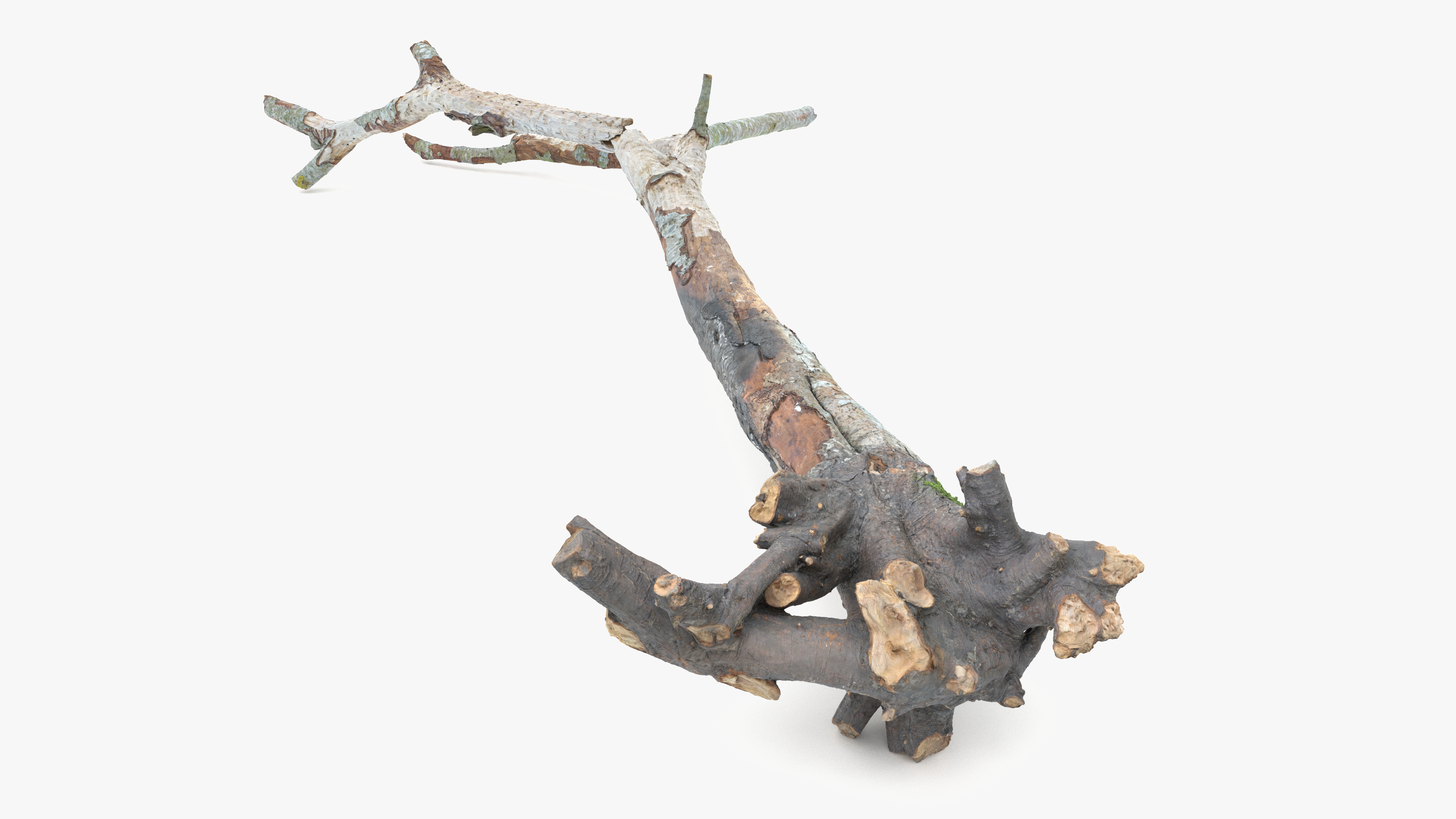 Tree broken withered roots 3D model - TurboSquid 1485759