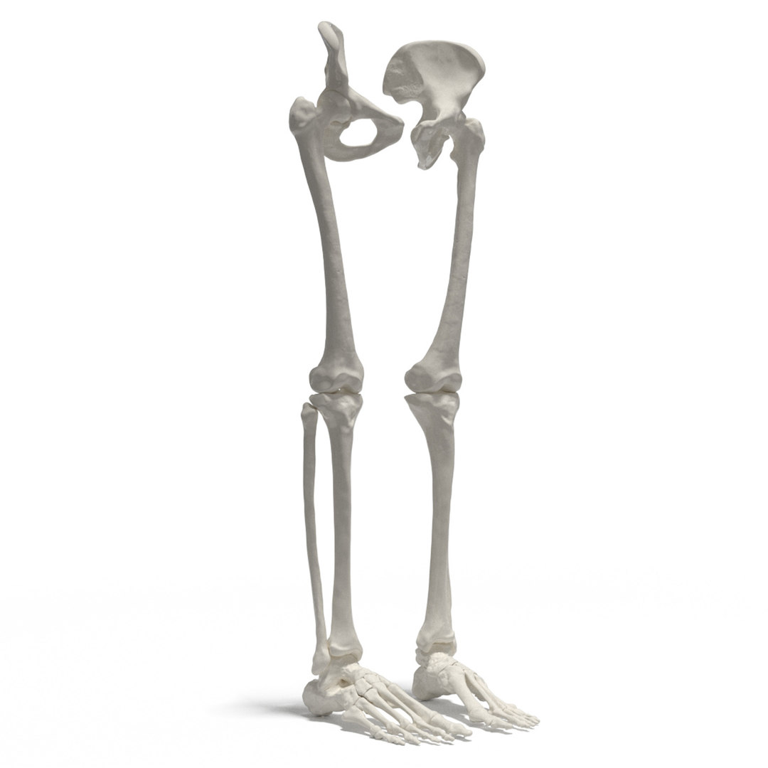 3D skeleton leg model - TurboSquid 1485726