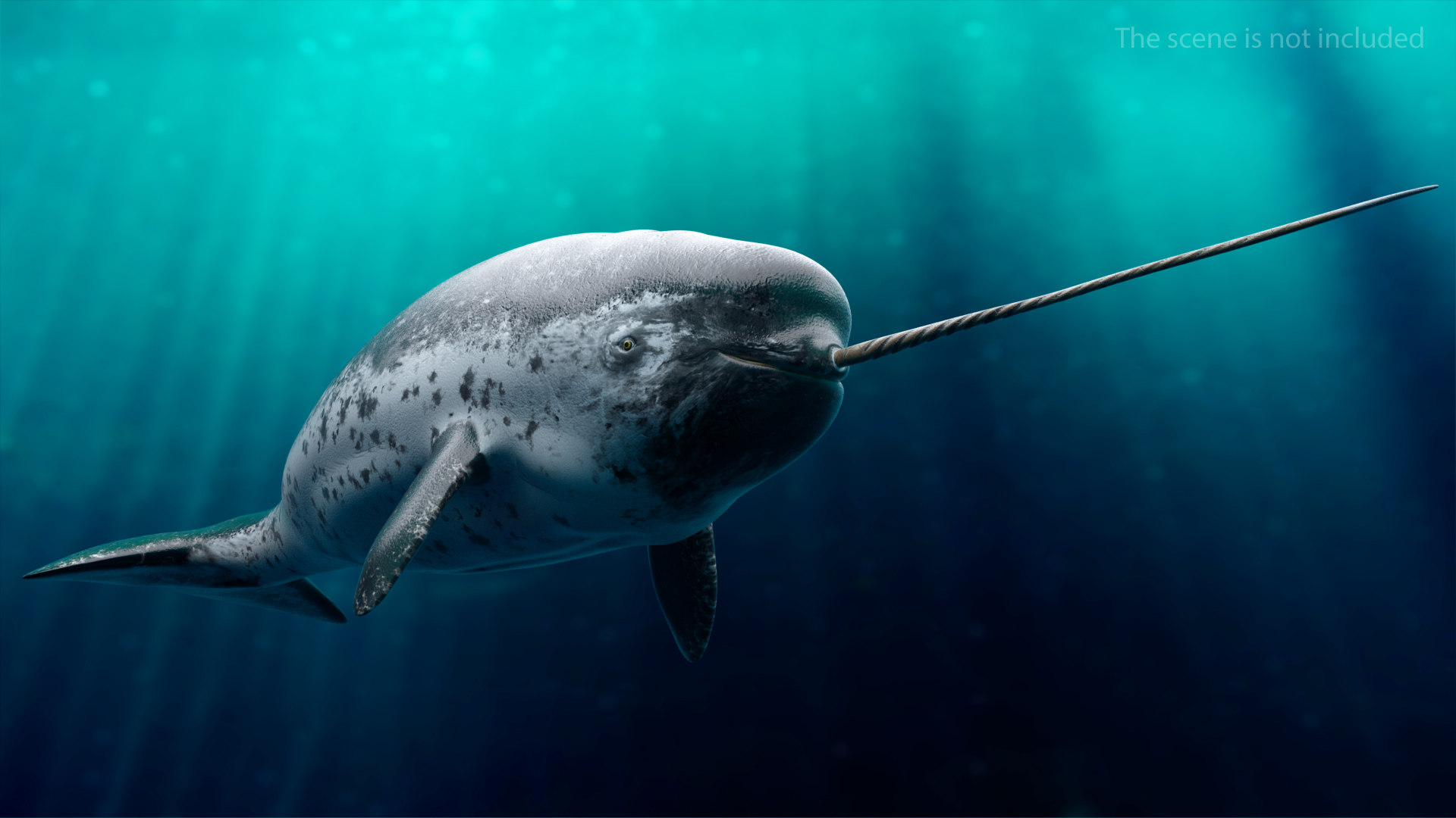 3D narwhal swimming pose - TurboSquid 1486306