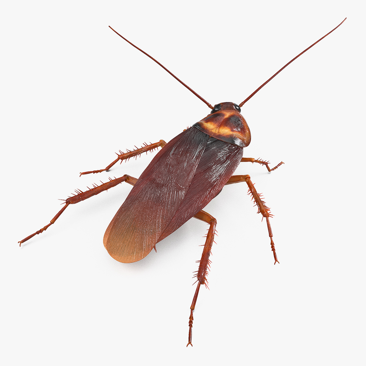 modèle 3D de Animé Spinning Cockroach Rigged - TurboSquid 1486994