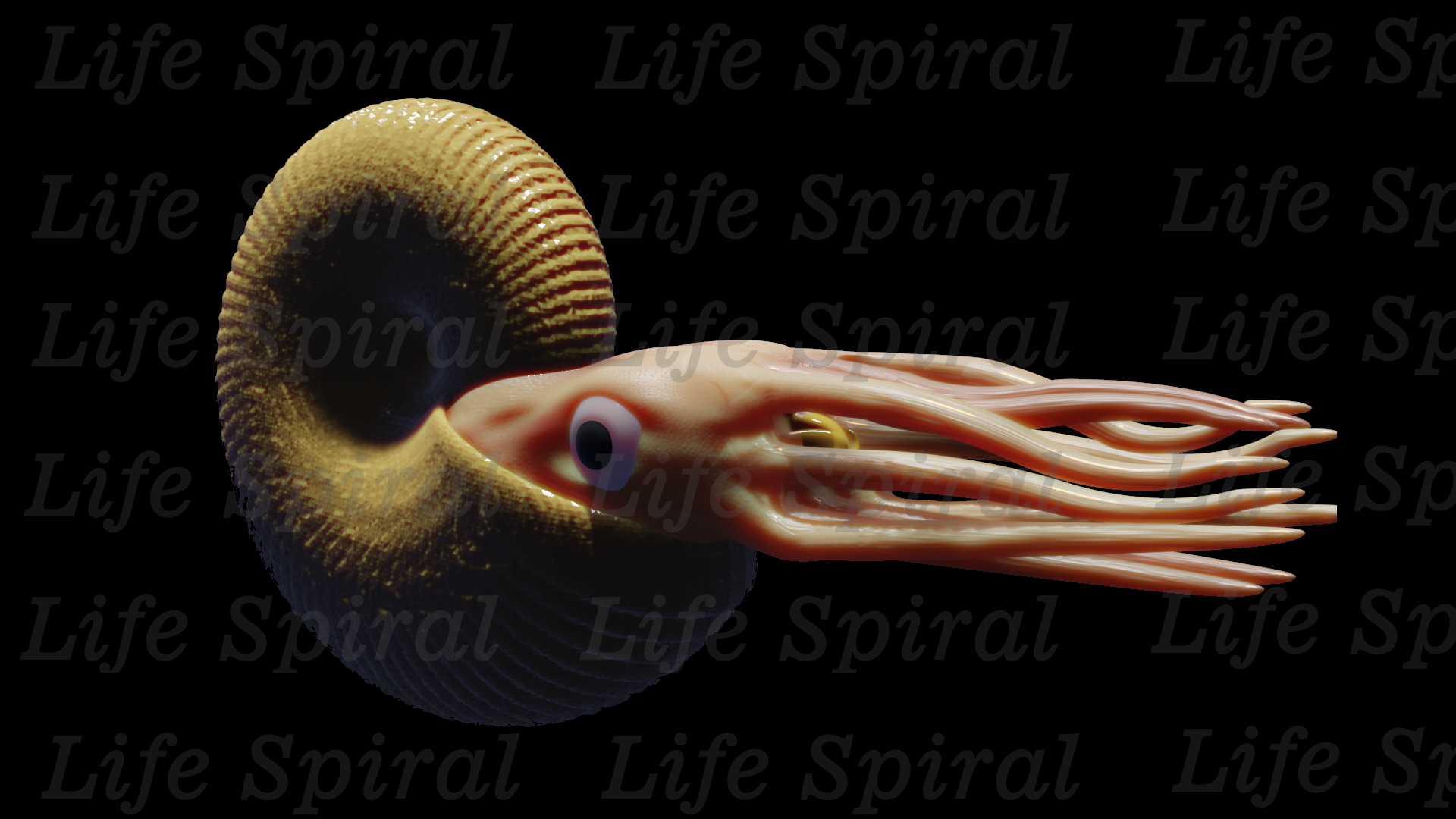 Stock PNG ammonoid ammonoids Ammonoidea