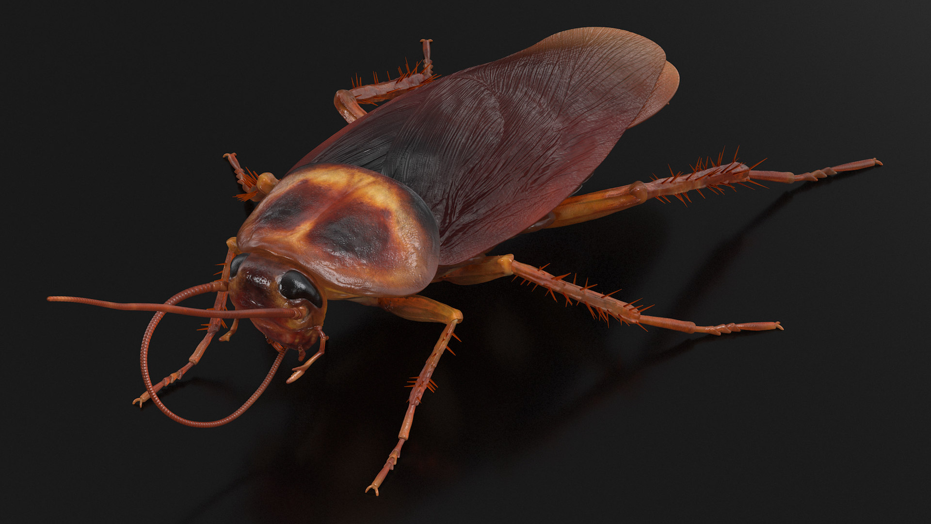 Cockroach cleans mustache bug 3D model - TurboSquid 1487140