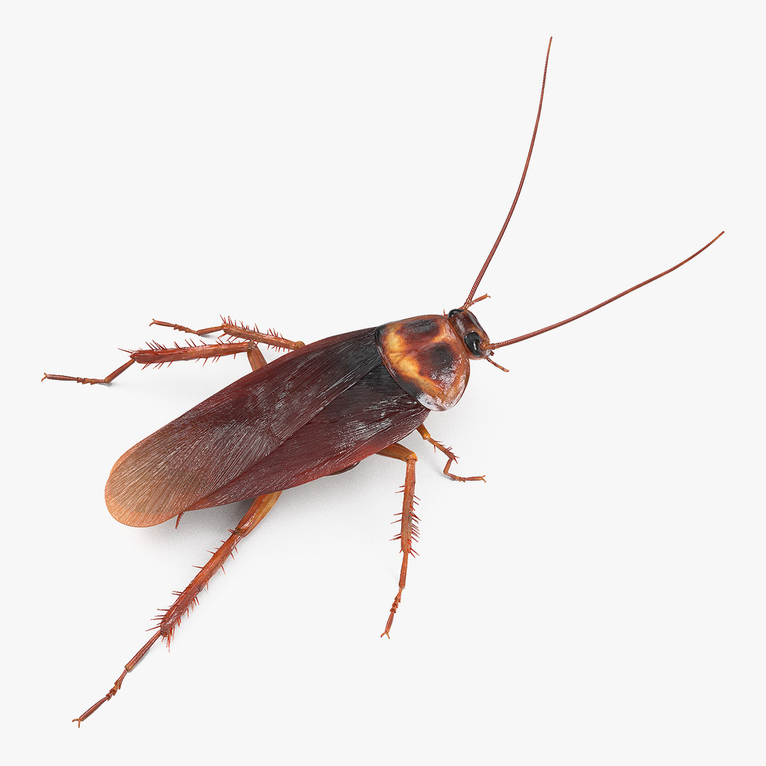 Cockroach running rigged animation 3D model - TurboSquid 1487214